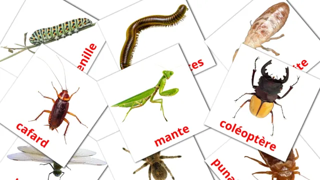 30 Cartes de Nomenclature Montessori GRATUITES Les Animaux Marins à ...