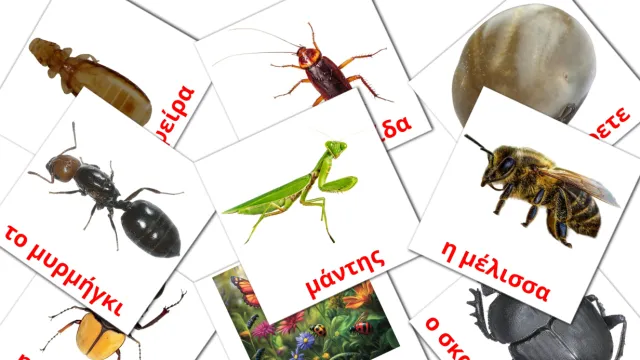 1300+ FREE Greek Flashcards | PDF | Picture Vocabulary