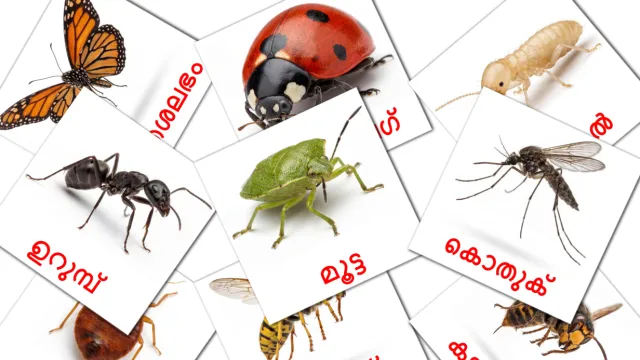 1300+ FREE Malayalam Flashcards | PDF | Picture Vocabulary