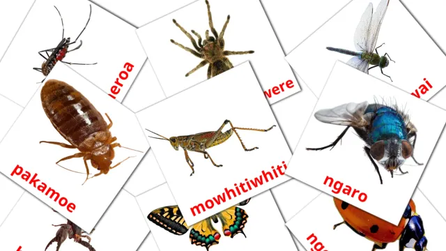 10 FREE Domestic animals Flashcards in PDF | Maori Pictures