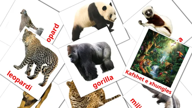 21 FREE Jungle animals Flashcards | PDF | English Words