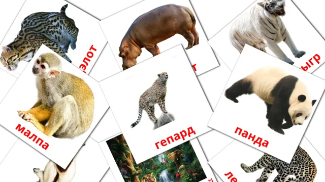 25 FREE House Flashcards | PDF | Belarusian Words