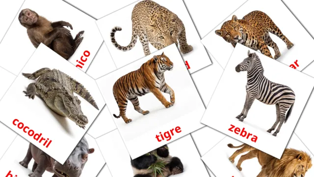 1300+ FREE Catalan Flashcards | PDF | Picture Vocabulary