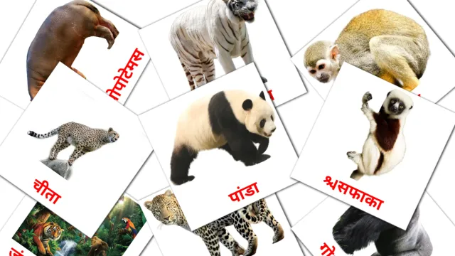 1300+ FREE Hindi Flashcards | PDF | Picture Vocabulary