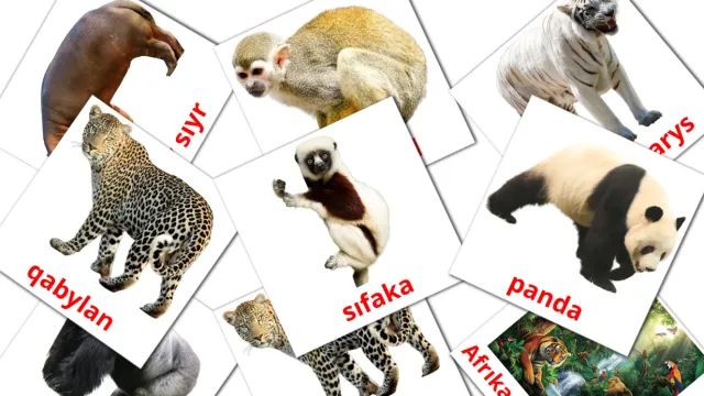 1300+ FREE Kazakh(latin) Flashcards | PDF | Picture Vocabulary