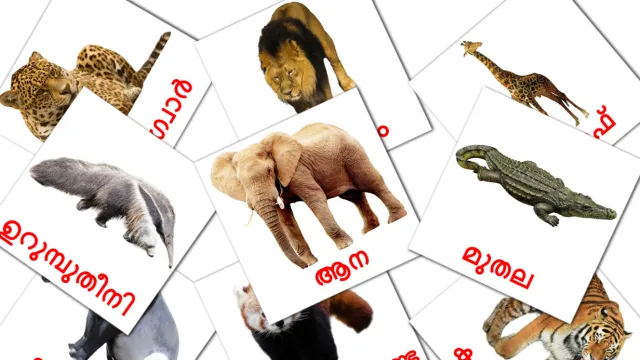 1300+ FREE Malayalam Flashcards | PDF | Picture Vocabulary
