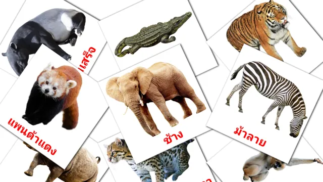 1300+ FREE Thai Flashcards | PDF | Picture Vocabulary