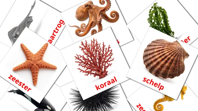 1300+ GRATIS Nederlandse Woordenschat-Flashcards in 4 Afdrukbare Formaten