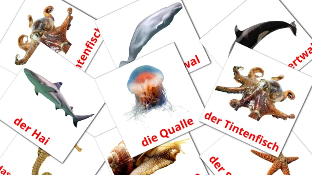 1300+ FREE German Flashcards | PDF | Picture Vocabulary