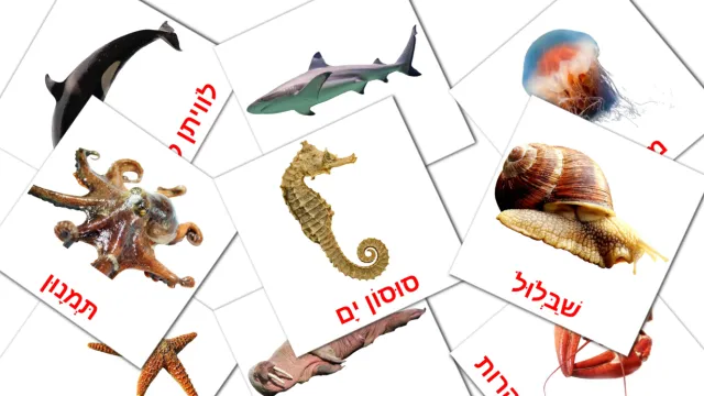 1300+ FREE Hebrew Flashcards | PDF | Picture Vocabulary