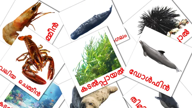 1300+ FREE Malayalam Flashcards | PDF | Picture Vocabulary