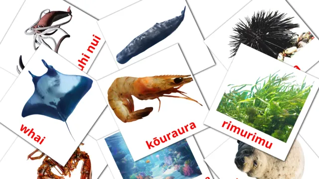 1300+ FREE Maori Flashcards | PDF | Picture Vocabulary