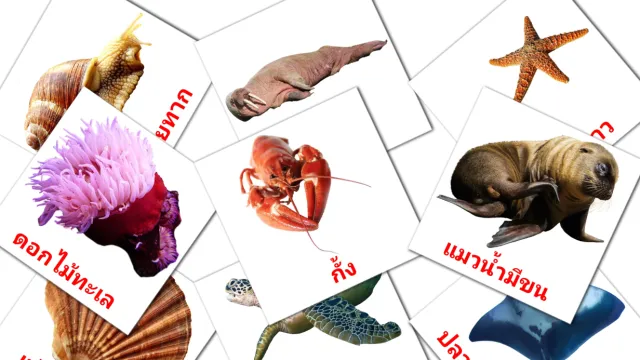 1300+ FREE Thai Flashcards | PDF | Picture Vocabulary