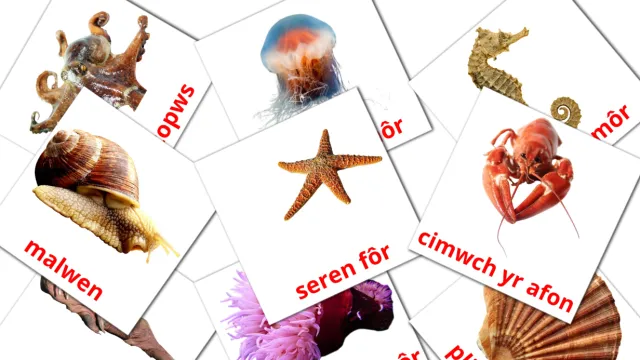 1300+ FREE Welsh Flashcards | PDF | Picture Vocabulary