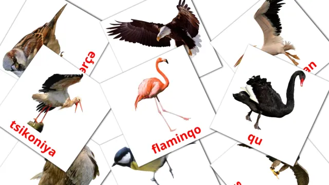 18 FREE Wild birds Flashcards | PDF | French Words