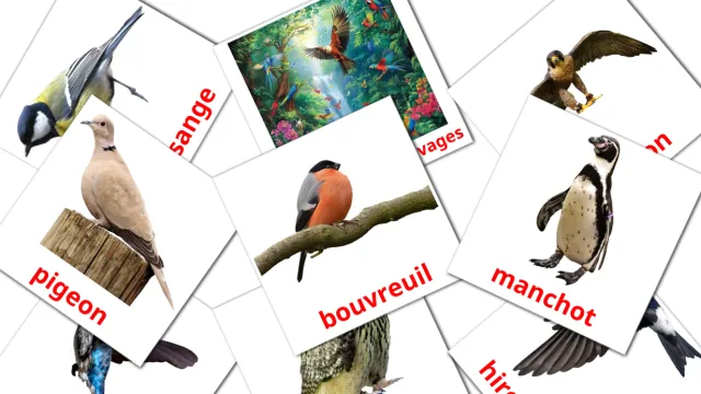 1300+ Tarjetas en Francés para Imprimir GRATIS en PDF