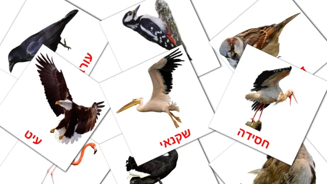 1300+ FREE Hebrew Flashcards | PDF | Picture Vocabulary