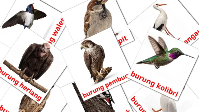 1300+ FREE Indonesian Flashcards | PDF | Picture Vocabulary