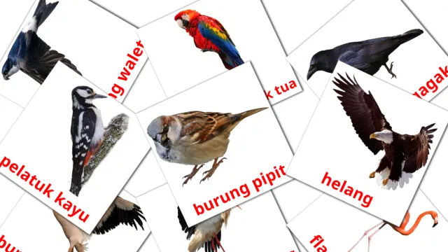 1300+ FREE Malay Flashcards | PDF | Picture Vocabulary