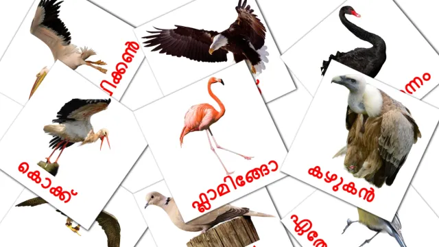 1300+ FREE Malayalam Flashcards | PDF | Picture Vocabulary