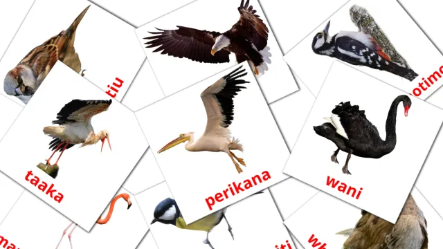 1300+ FREE Maori Flashcards | PDF | Picture Vocabulary