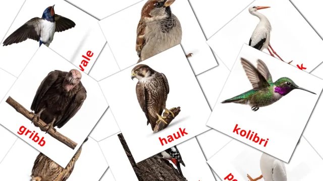 1300+ FREE Norwegian Flashcards | PDF | Picture Vocabulary