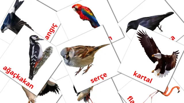 1300+ FREE Turkish Flashcards | PDF | Picture Vocabulary