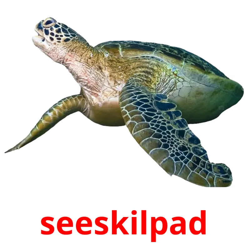 29 FREE Sea animals Flashcards | PDF | Afrikaans Words