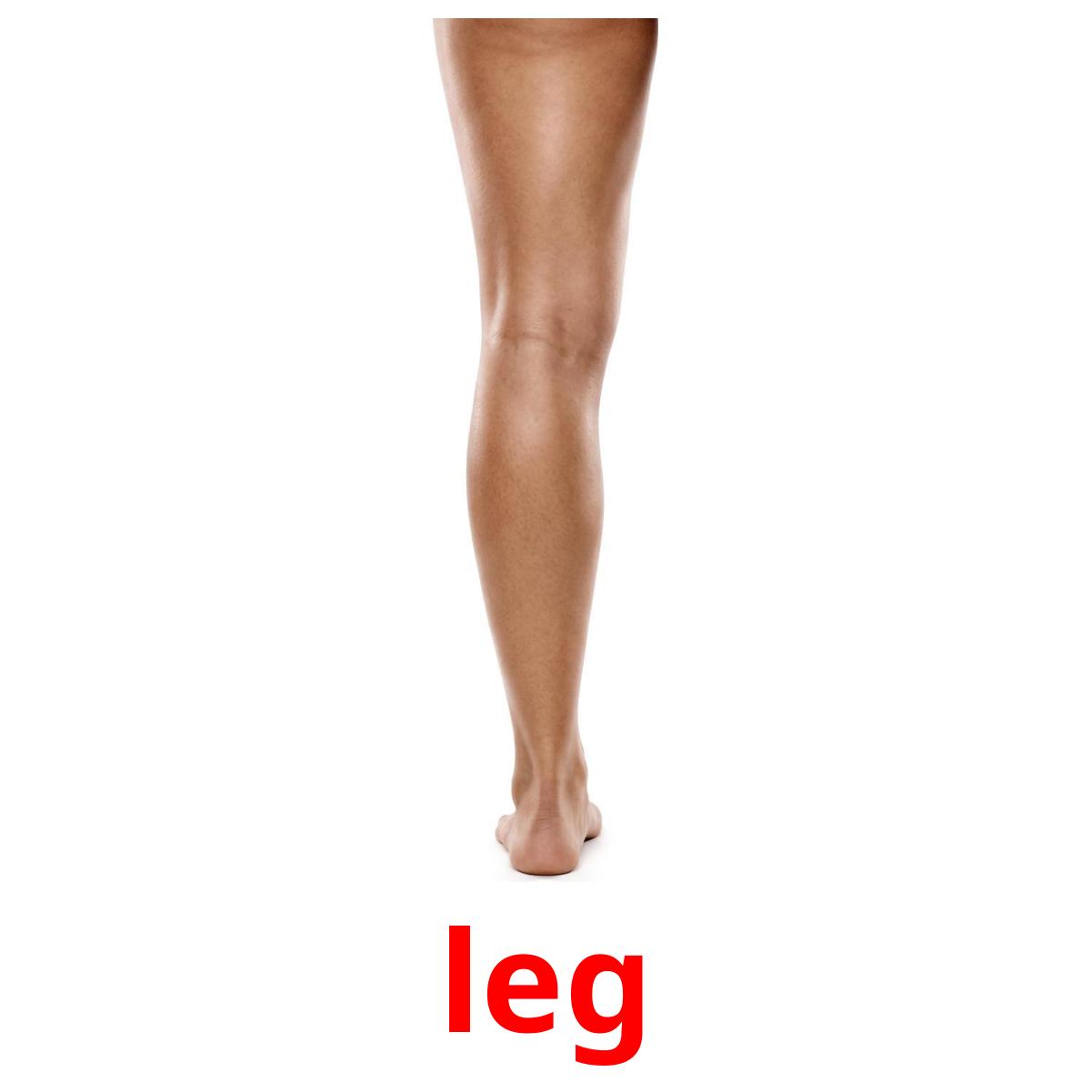 26 Free Body Parts Flashcards In Afrikaans PDF Files 26 Free Body Parts Flashcards In Afrikaans PDF Files