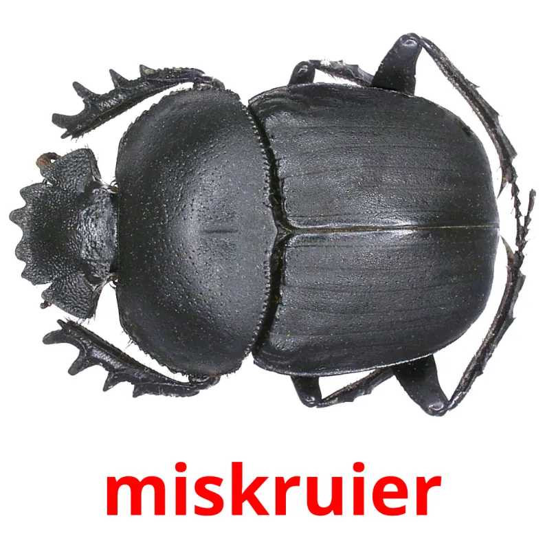 23 FREE Insects Flashcards | PDF | Afrikaans Words