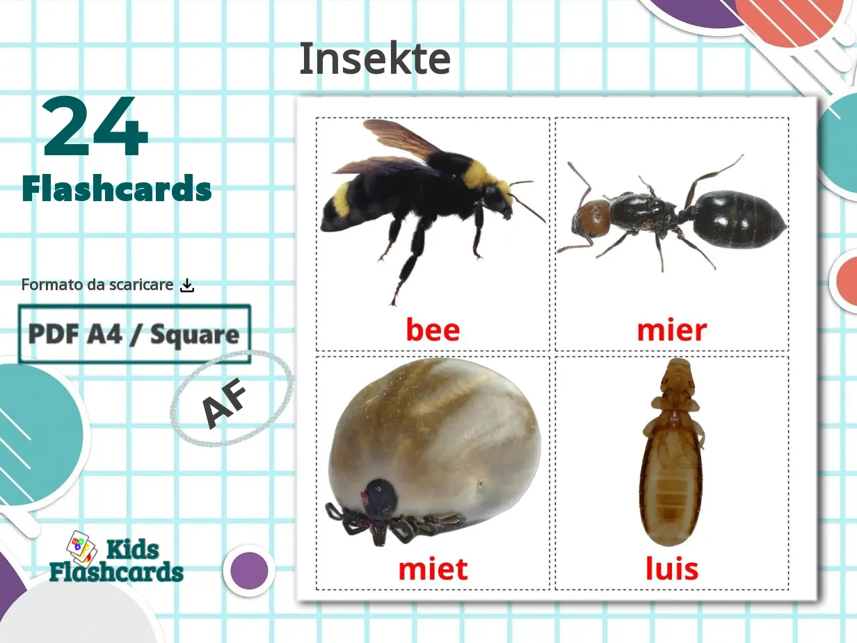 24 Flashcard GRATUITE sui Insetti in 4 Formati PDF | Immagini in Afrikaans