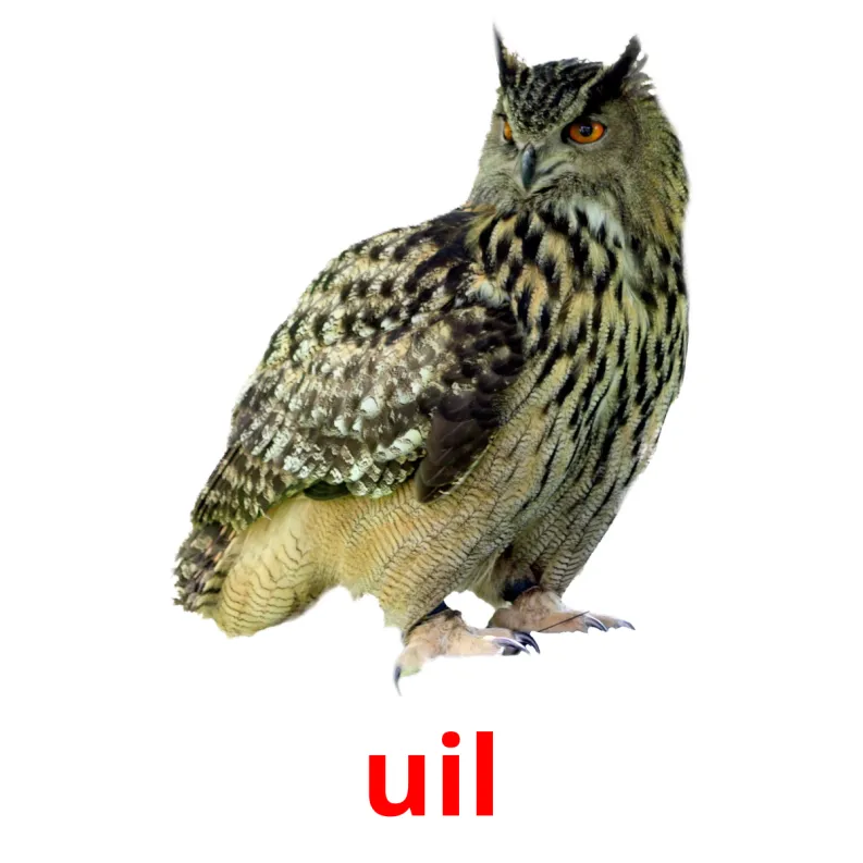 18 FREE Wild birds Flashcards | PDF | Afrikaans Words