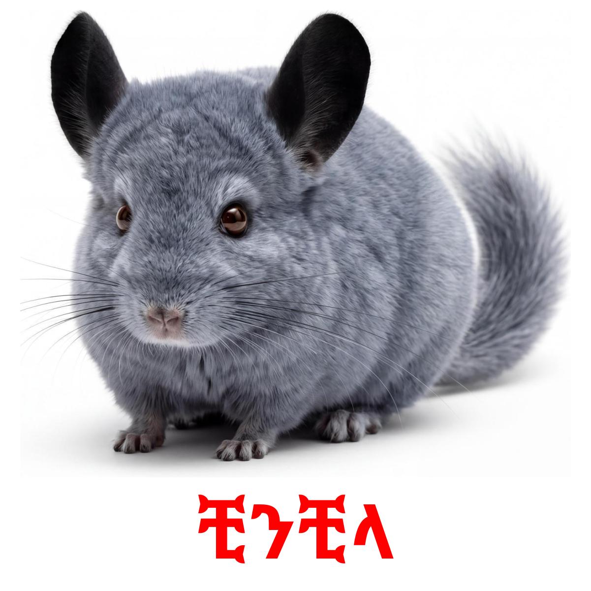 11 Printable Domestic animals Flashcards in Amharic (Free PDF)