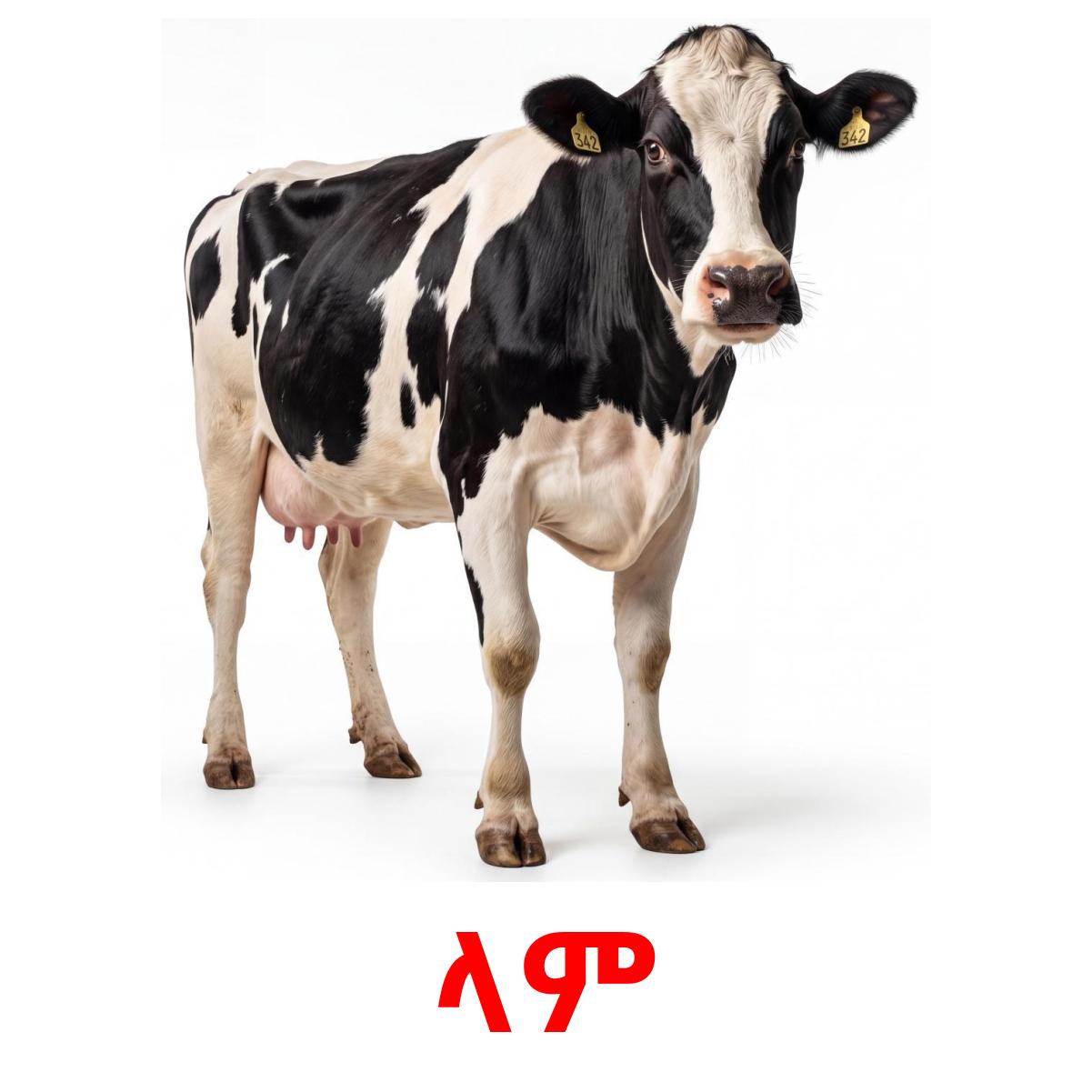 16 Printable Farm animals Flashcards in Amharic (Free PDF)