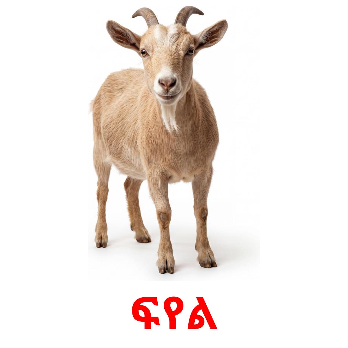 16 Printable Farm animals Flashcards in Amharic (Free PDF)