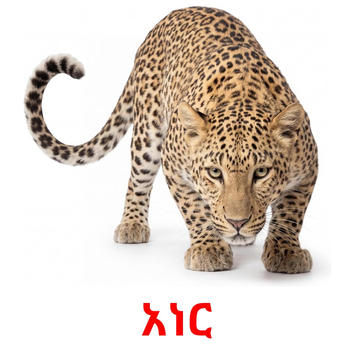 21 FREE Jungle animals Flashcards | PDF | Amharic Words