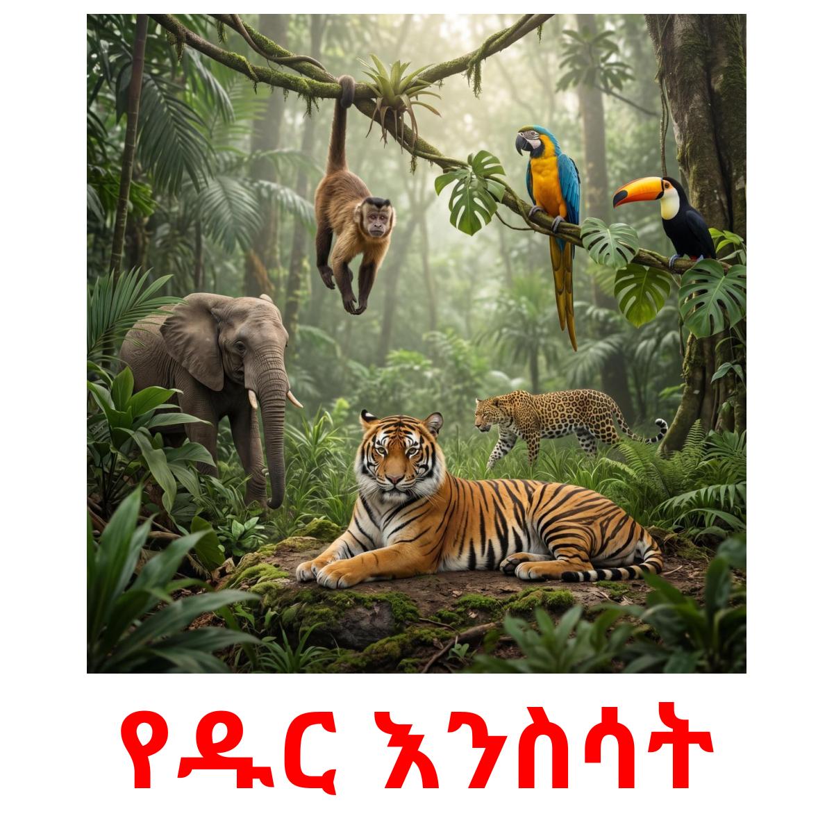 22 Printable Jungle animals Flashcards in Amharic (Free PDF)