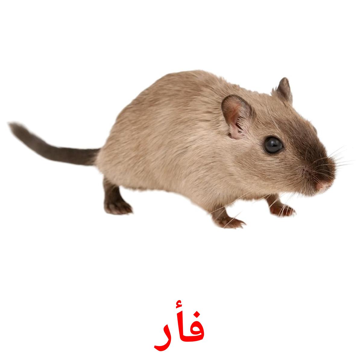 11 Printable Domestic animals Flashcards in Arabic (Free PDF)