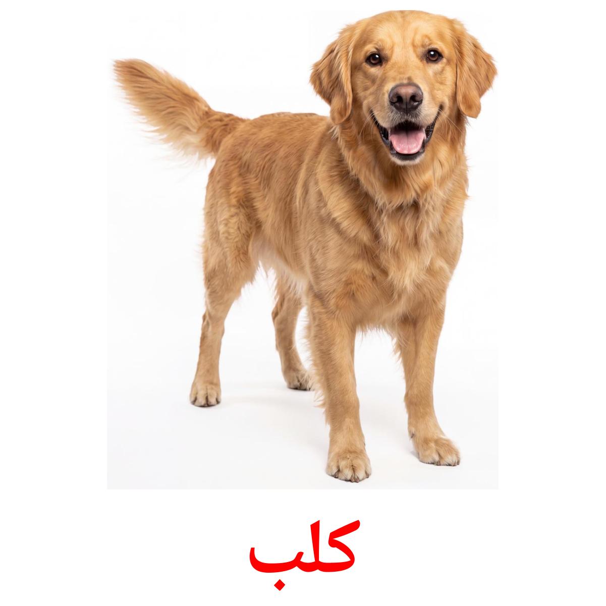 11 Printable Domestic animals Flashcards in Arabic (Free PDF)