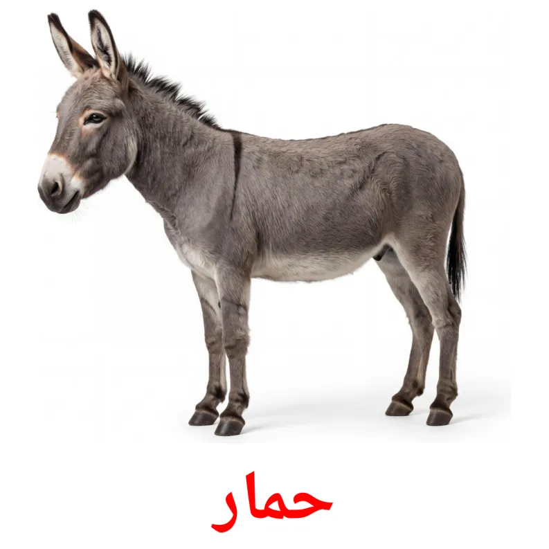 15 FREE Farm animals Flashcards | PDF | Arabic Words