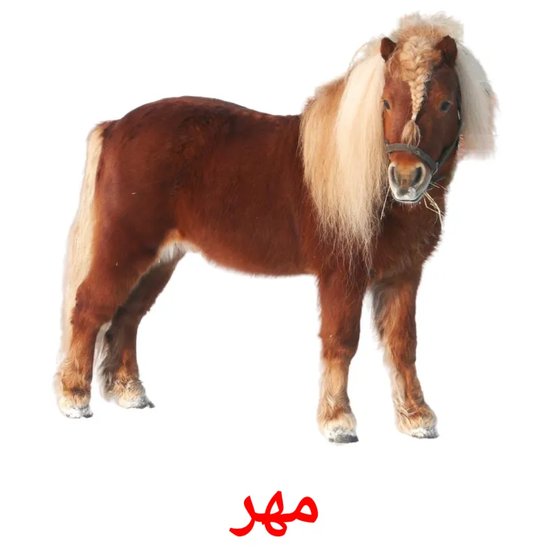 15 FREE Farm animals Flashcards | PDF | Arabic Words