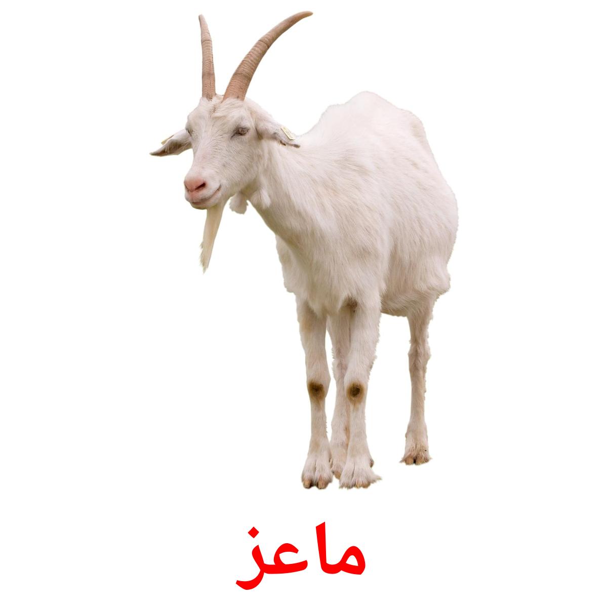16 Printable Farm animals Flashcards in Arabic (Free PDF)