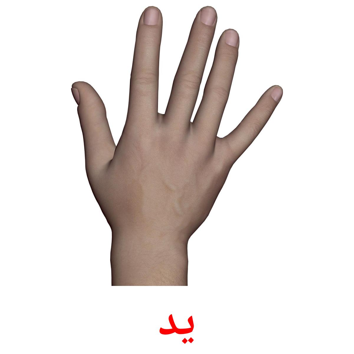 26 Printable Body Parts Flashcards in Arabic (Free PDF)