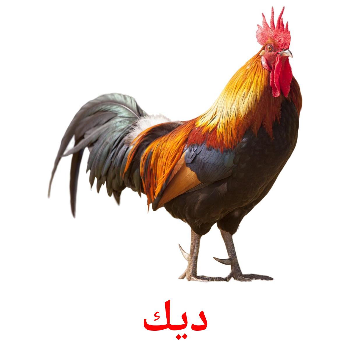 12 Printable Farm birds Flashcards in Arabic (Free PDF)