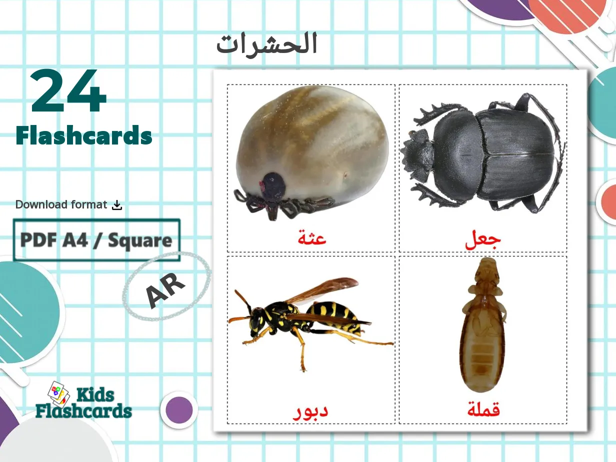 24 Printable Insects Flashcards in Arabic (Free PDF)
