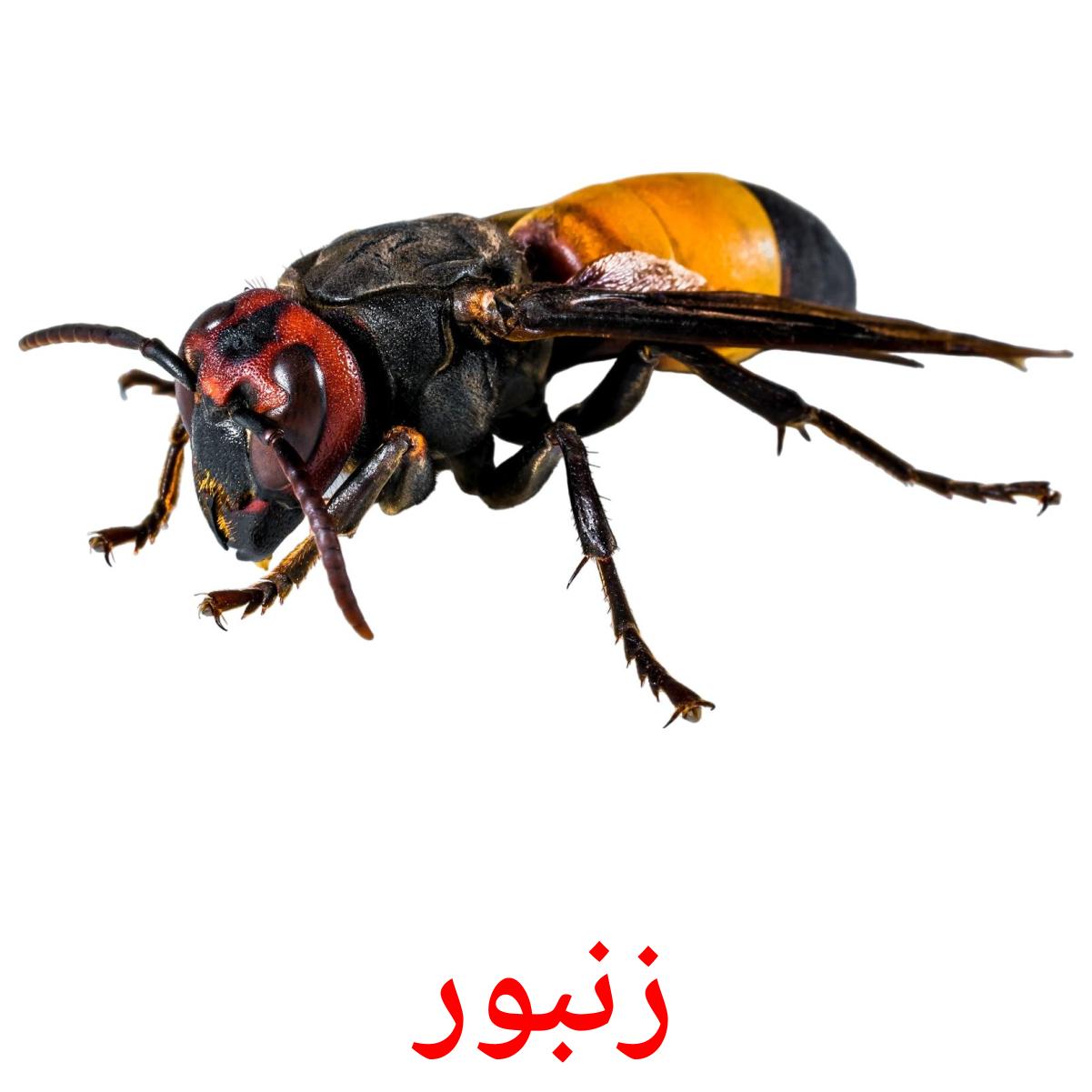 24 Printable Insects Flashcards in Arabic (Free PDF)