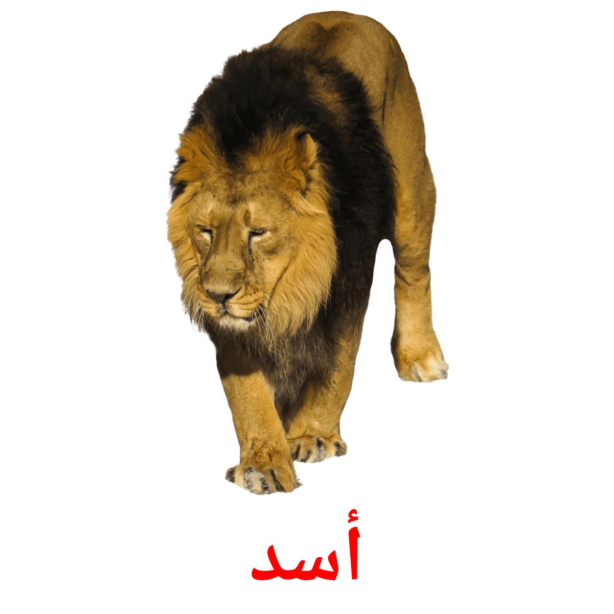 141 FREE Arabic Animals Flashcards | PDF