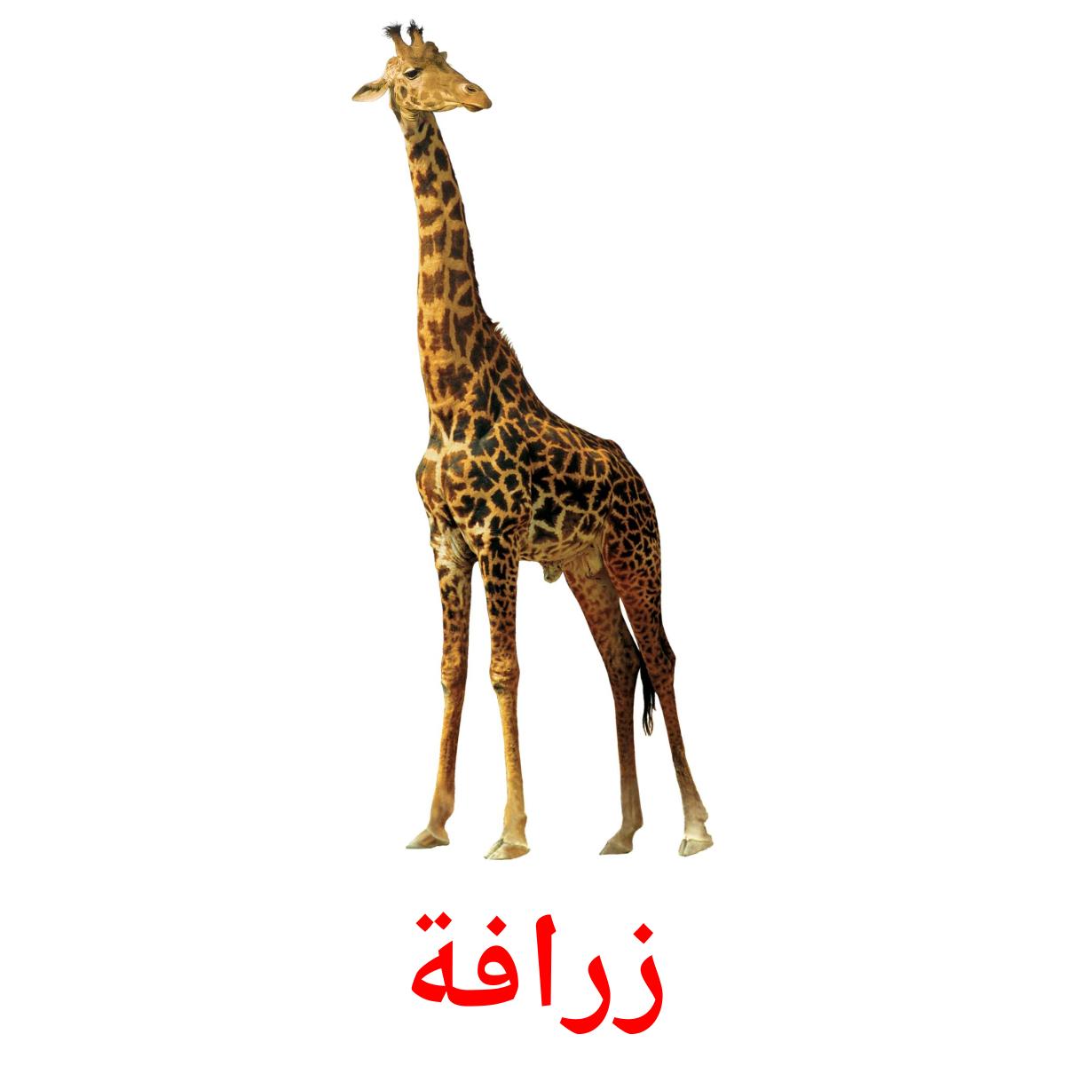 22 Printable Jungle animals Flashcards in Arabic (Free PDF)