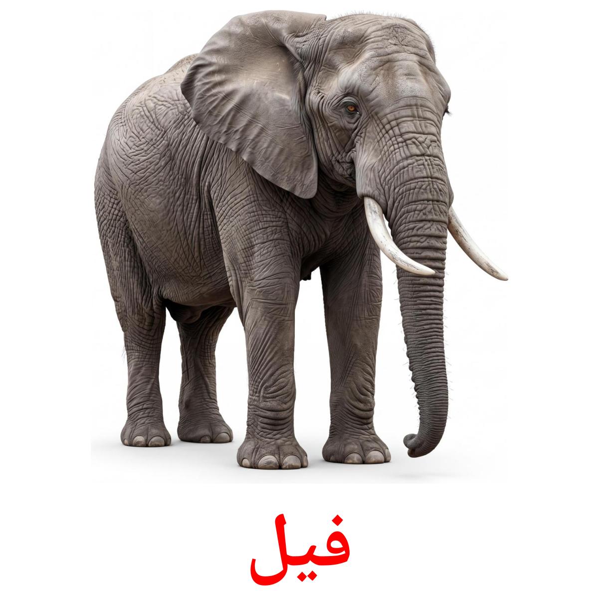 22 Printable Jungle animals Flashcards in Arabic (Free PDF)