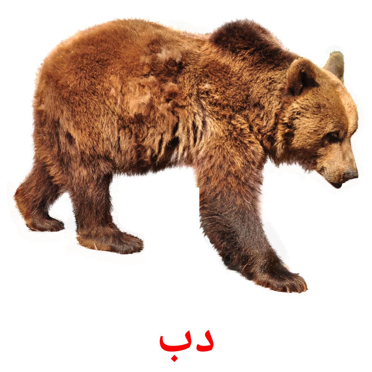 22 FREE Forest animals Flashcards | PDF | Arabic Words